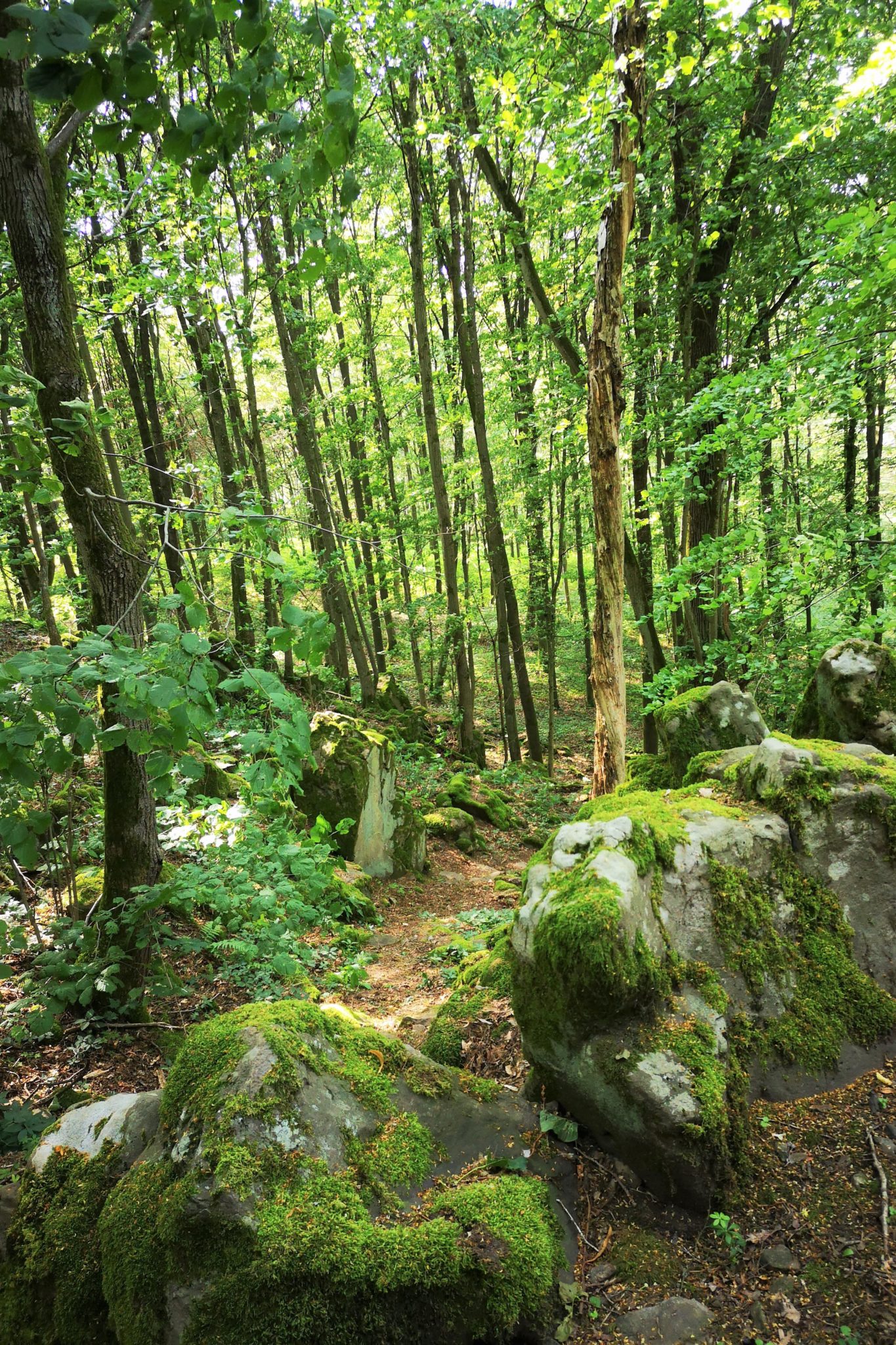 Familienausflug Schotten Tipps & Routen – Frankfurt mit Kids